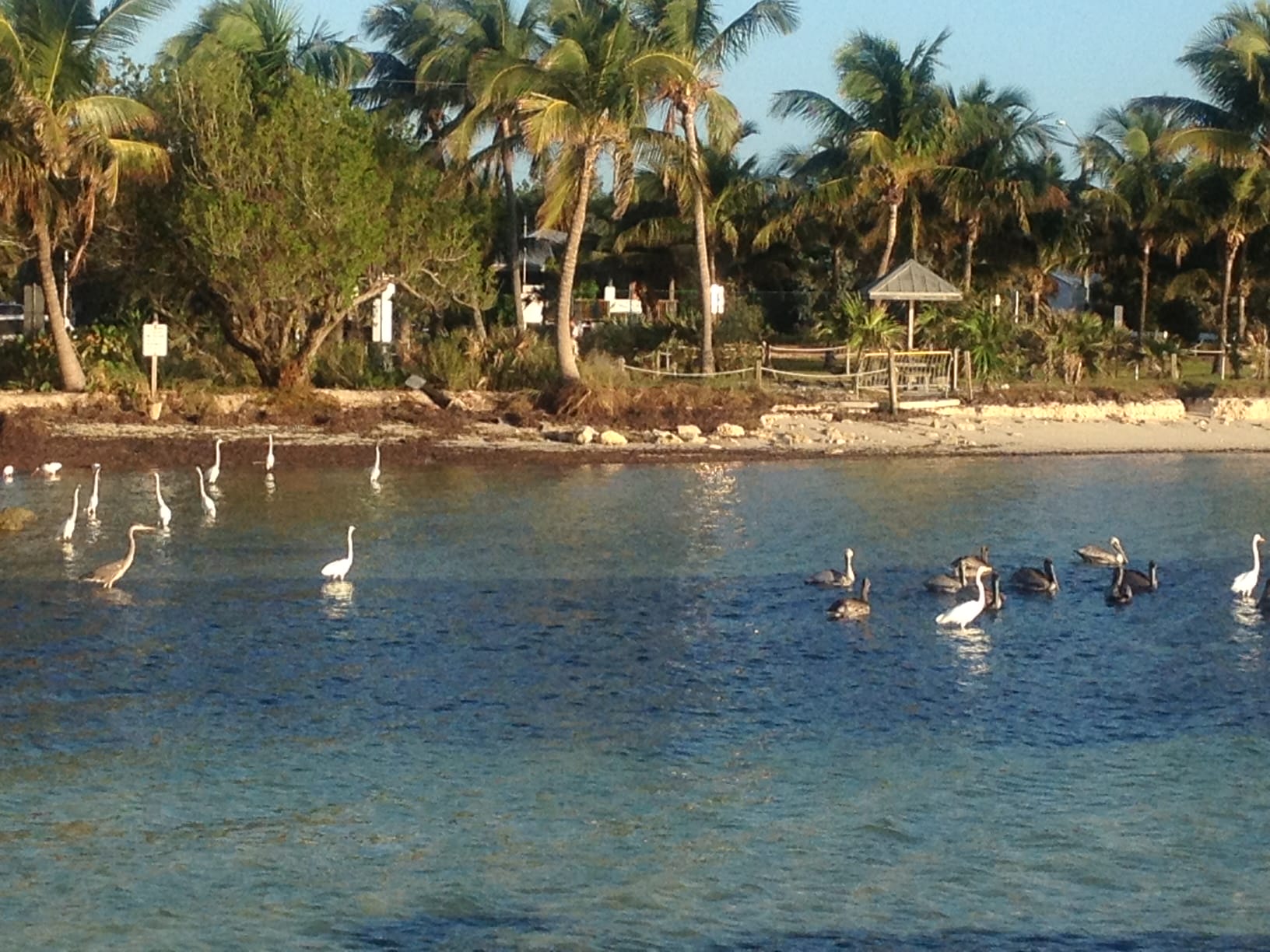 Key West Birds of Different Feathers Feast Together during Thanksgiving ...