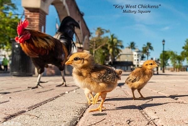 Renegade Key West Chickens - Vacation Homes of Key West