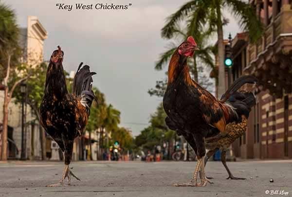 Renegade Key West Chickens - Vacation Homes of Key West