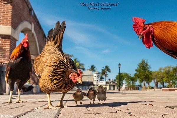 Renegade Key West Chickens - Vacation Homes of Key West
