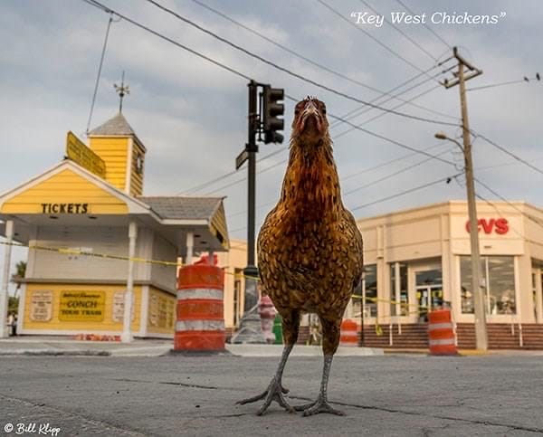 Renegade Key West Chickens - Vacation Homes of Key West